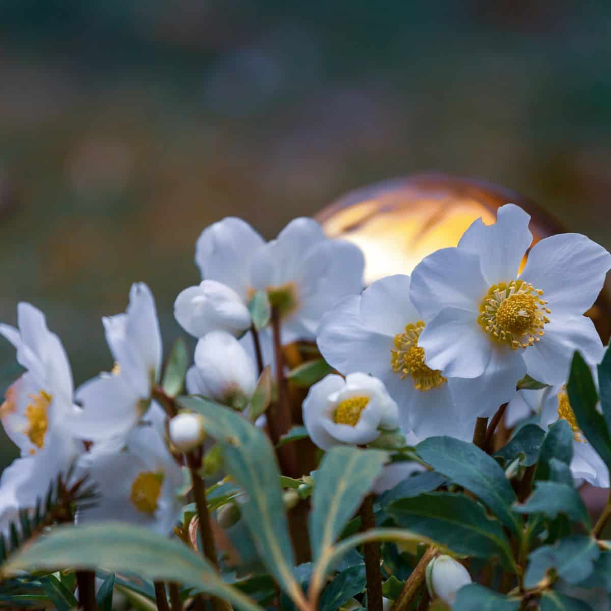 9 Flower Seeds to Plant This September for a Blooming Spring Summer ...