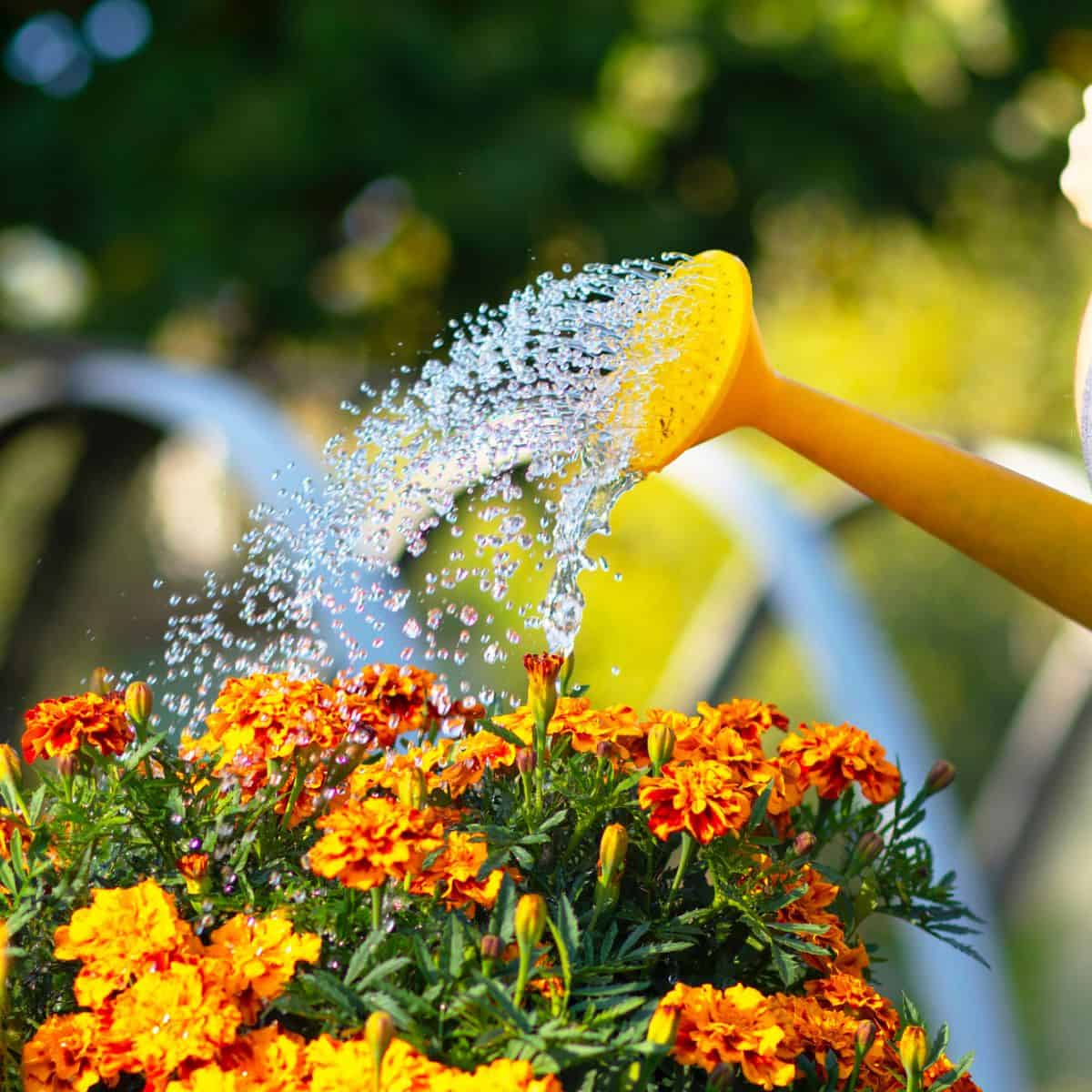 9 Flower Seeds to Plant This September for a Blooming Spring Summer ...