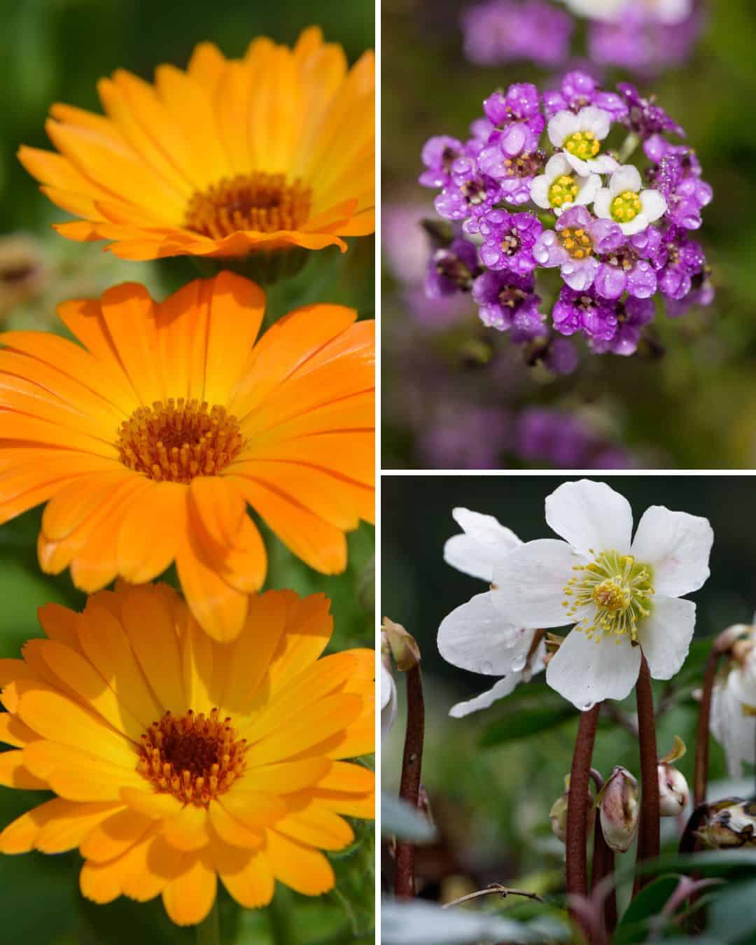 9 Flower Seeds to Plant This September for a Blooming Spring Summer ...