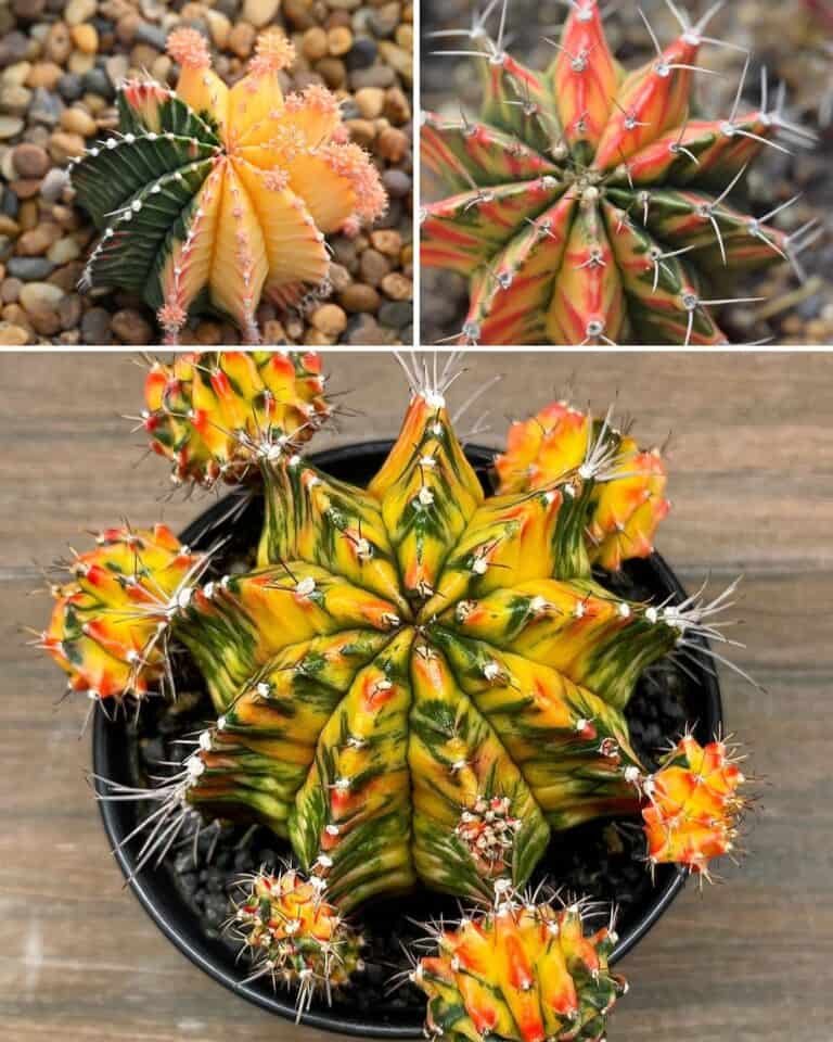 7 Ways Unique Gymnocalycium Cactus Stand Out
