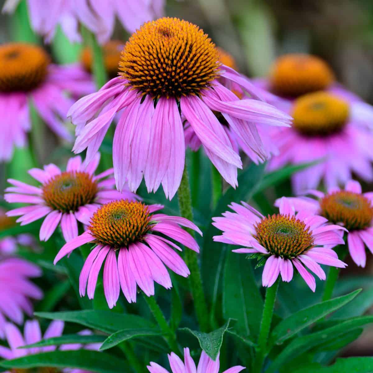 12 Flowering Perennials that Thrive With Neglect!