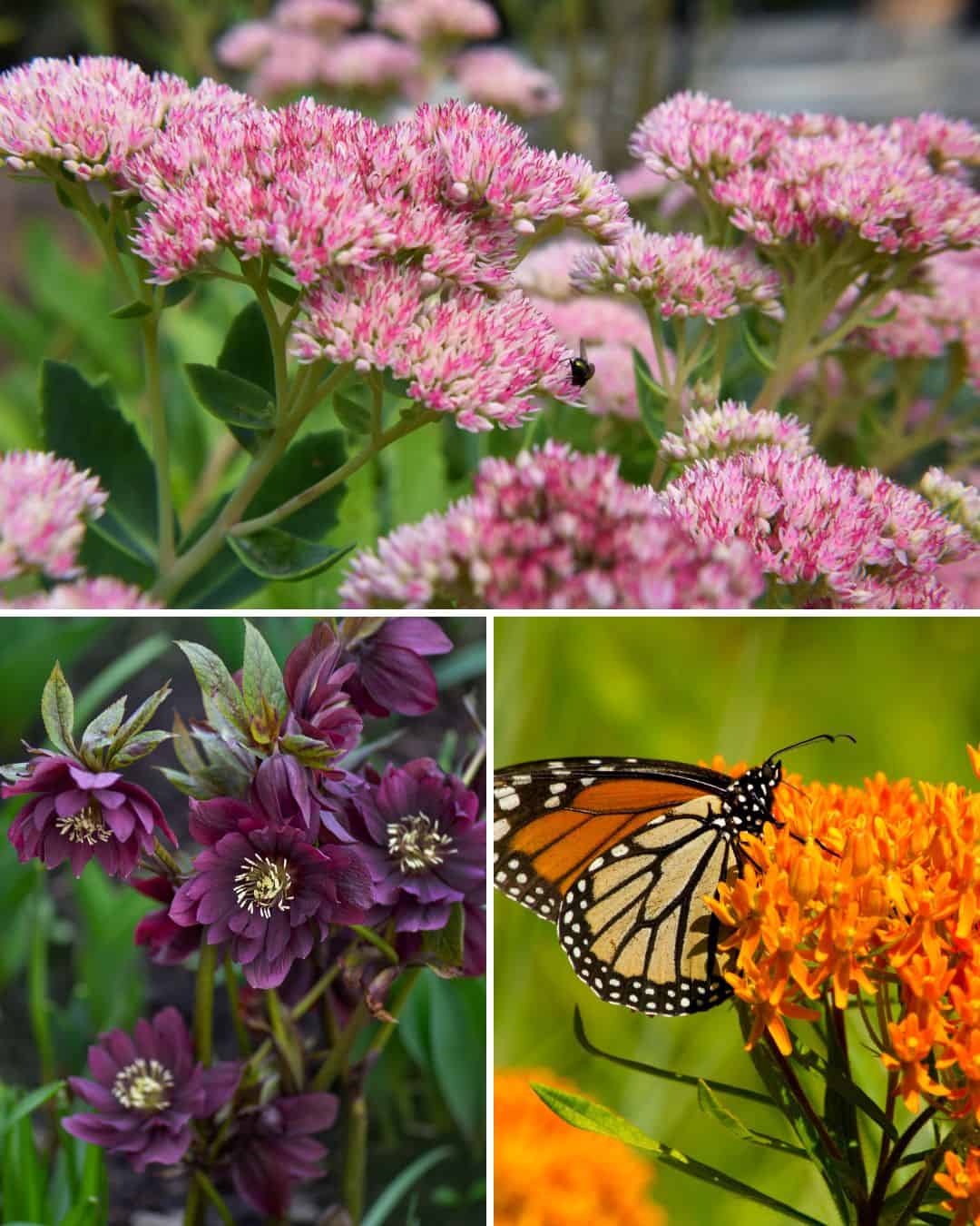 12 Flowering Perennials that Thrive With Neglect!