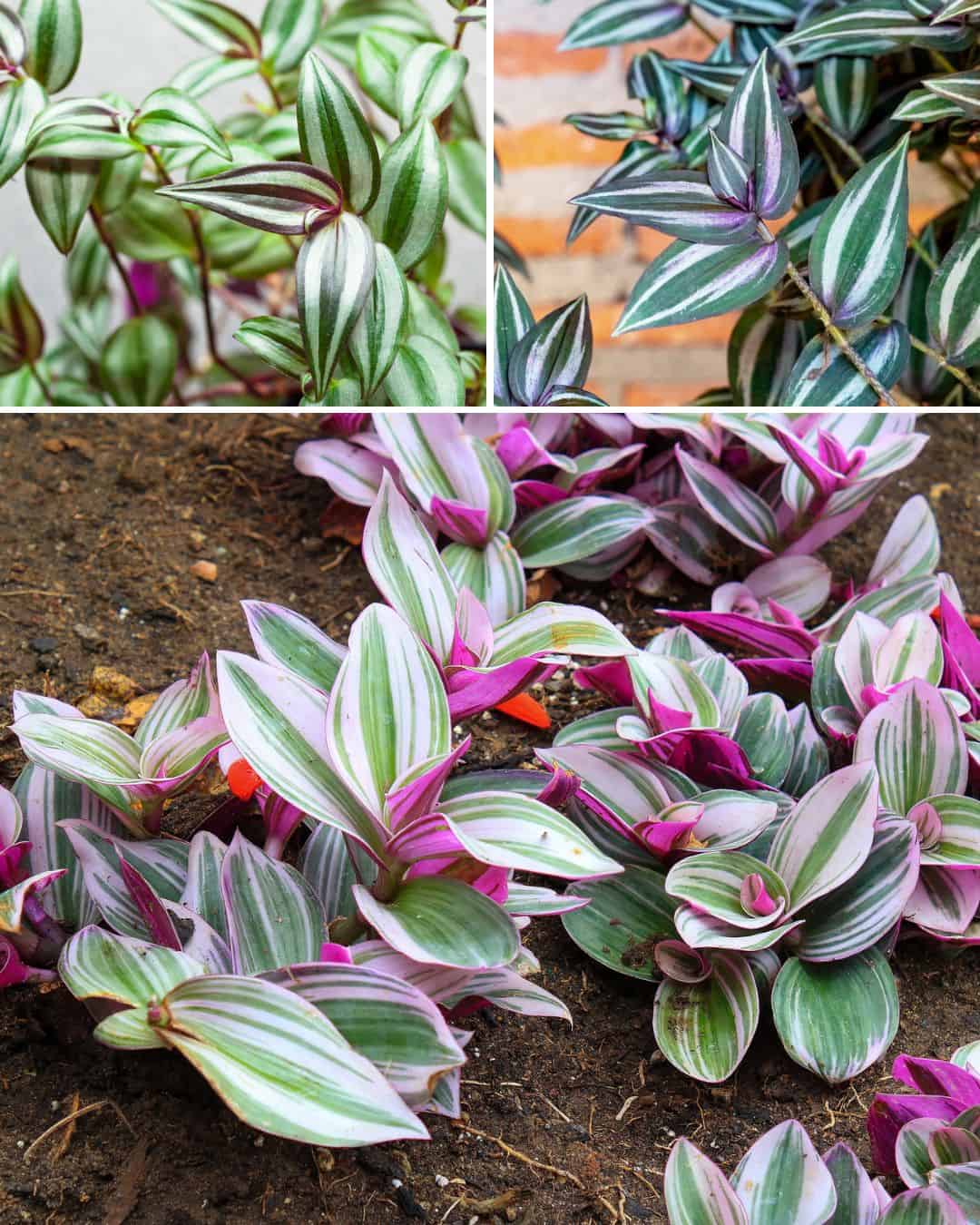 6 Unbelievable Traits That Make Tradescantia Unique