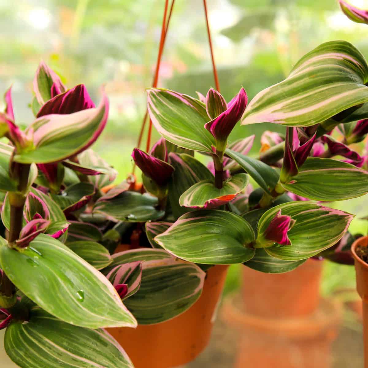 6 Unbelievable Traits That Make Tradescantia Unique