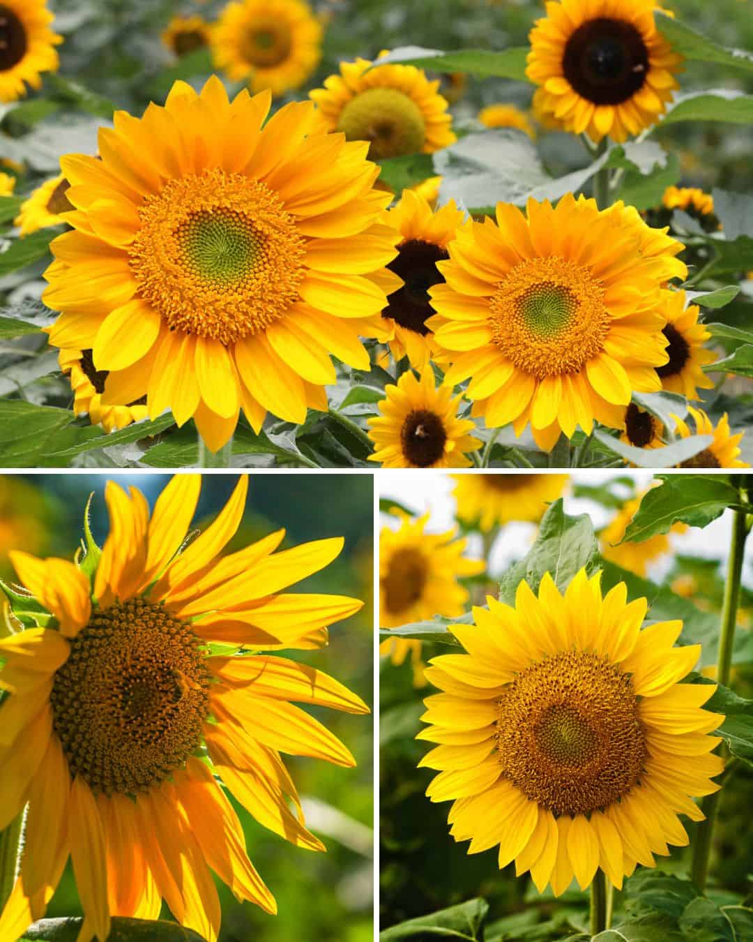 10 Tips for Stunning Sunflower Blooms