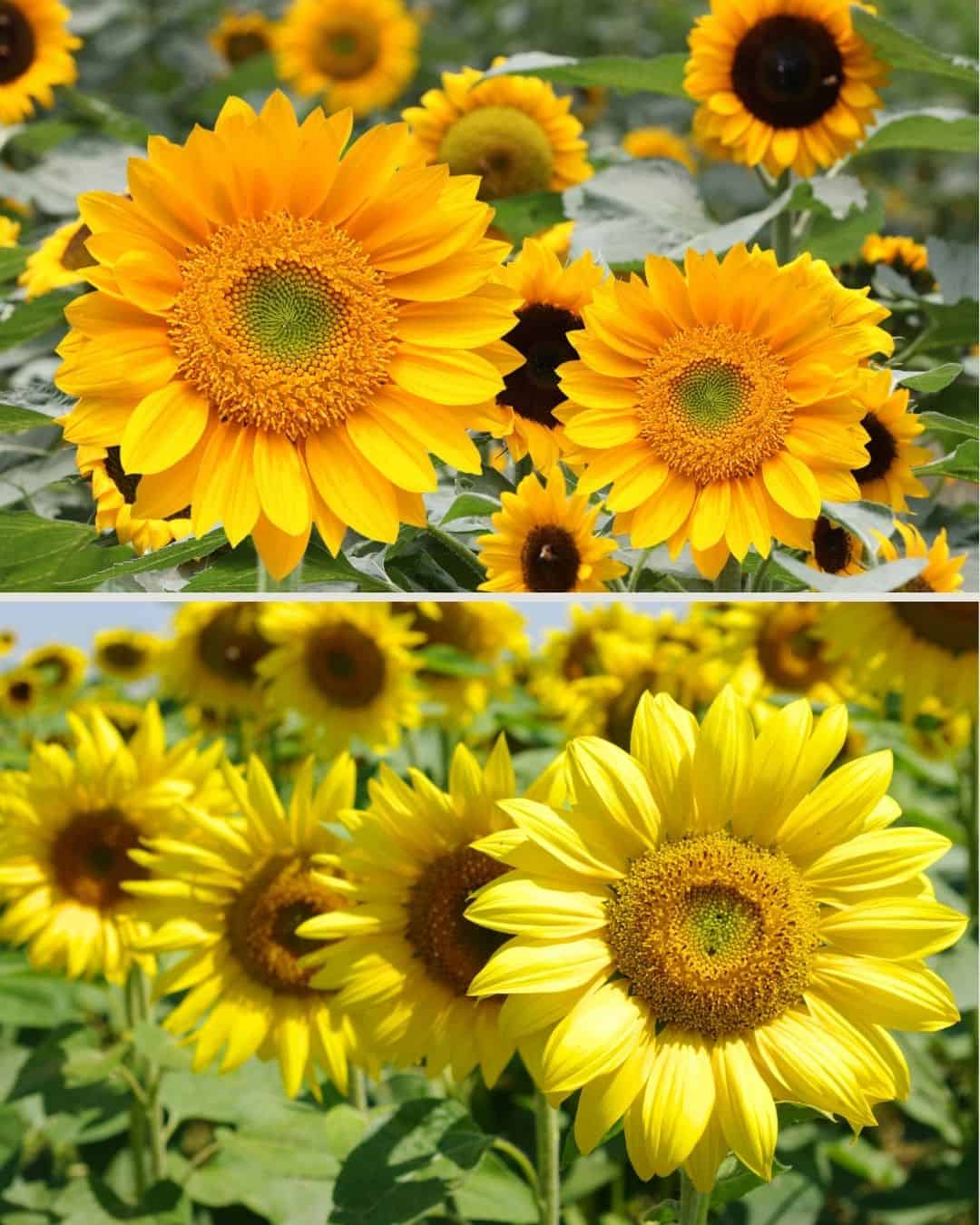 10 Tips for Stunning Sunflower Blooms