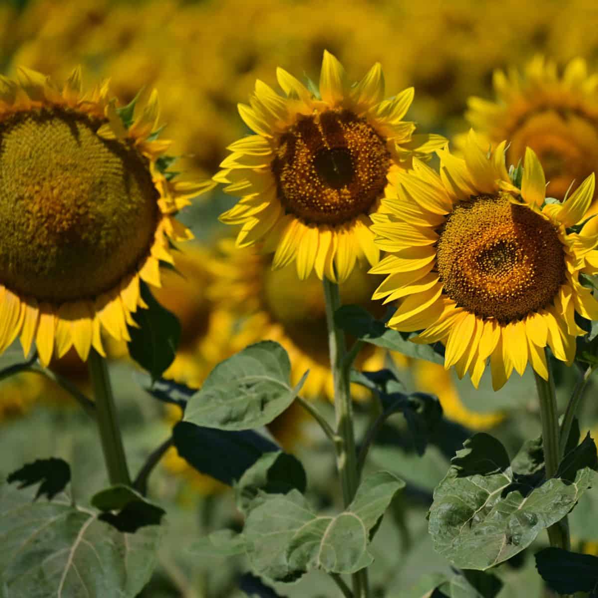 10 Tips for Stunning Sunflower Blooms