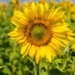 10 Tips for Stunning Sunflower Blooms