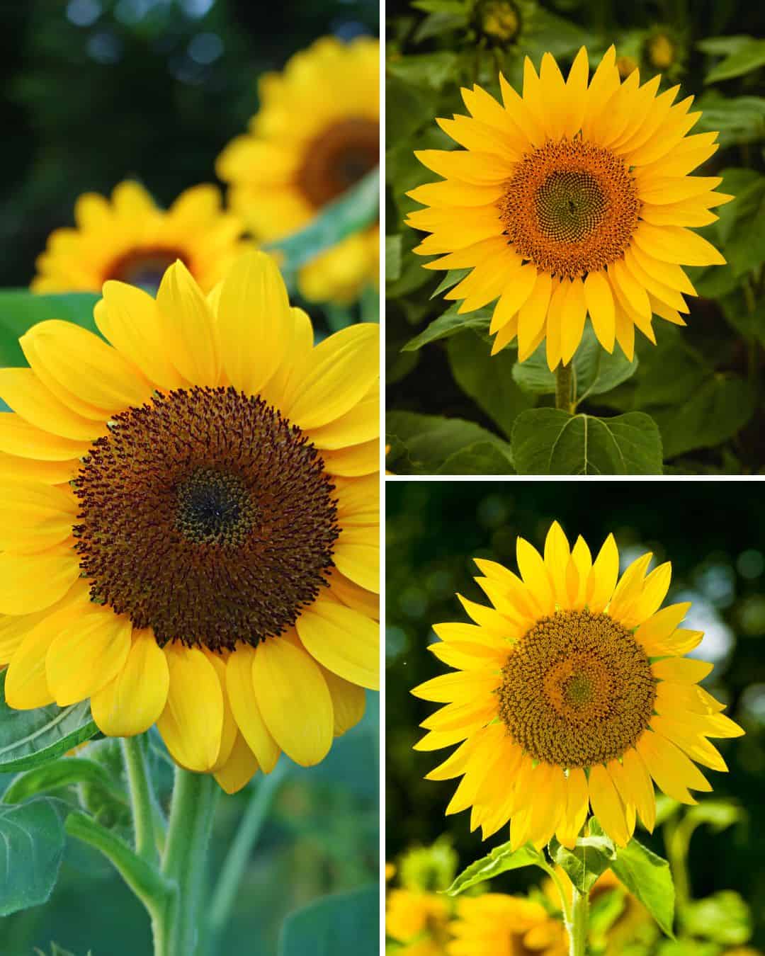 10 Tips for Stunning Sunflower Blooms