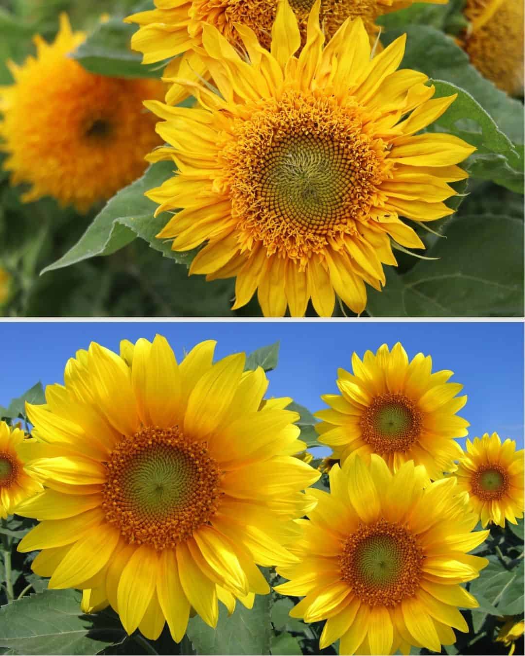 10 Tips for Stunning Sunflower Blooms
