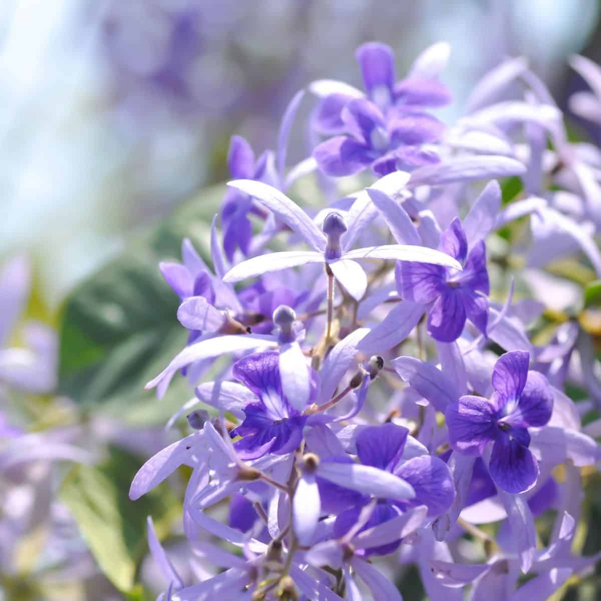 Petrea Volubilis: Stunning Queen's Wreath Transforms Your Garden