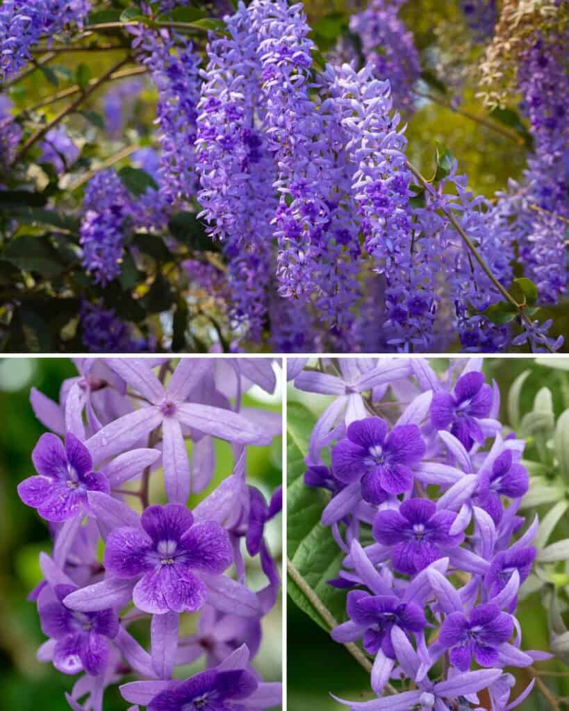 General Vine Info - Plant Care Today
