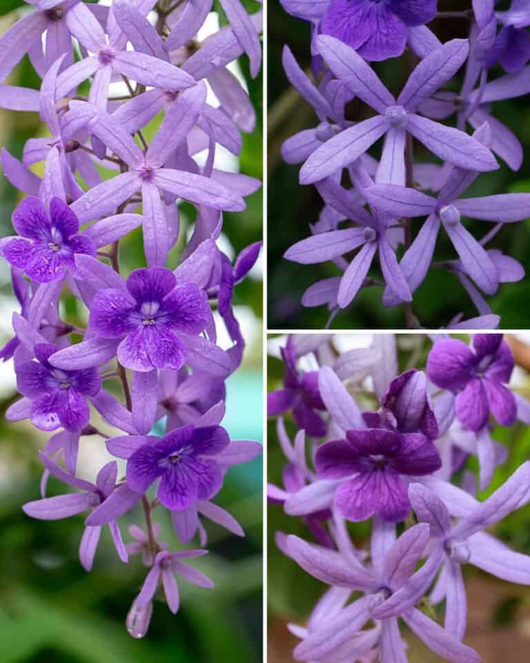 Petrea Volubilis: Stunning Queen's Wreath Transforms Your Garden