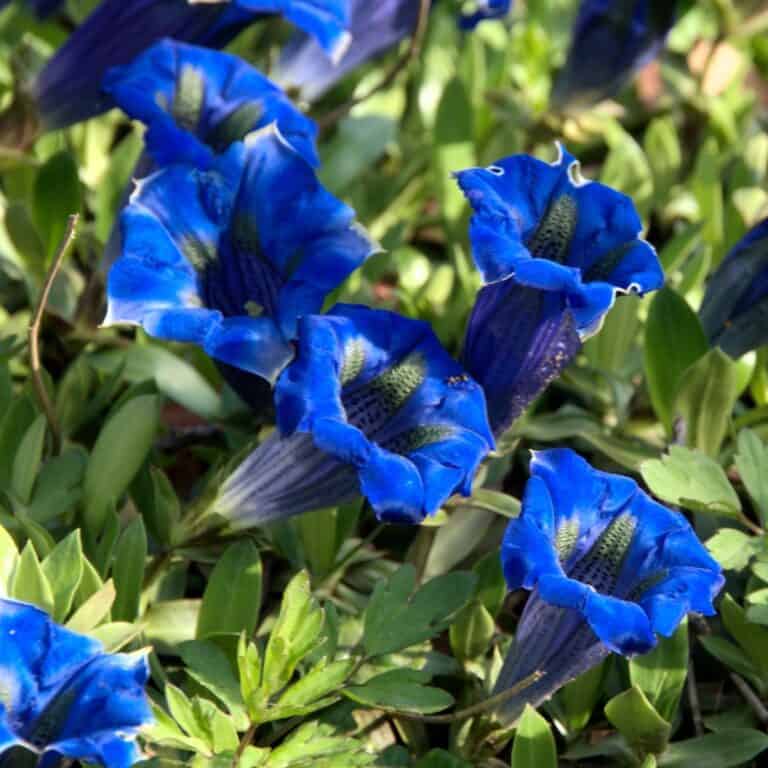 Gentian Flower Care: How To Grow Gentians | PlantCareToday