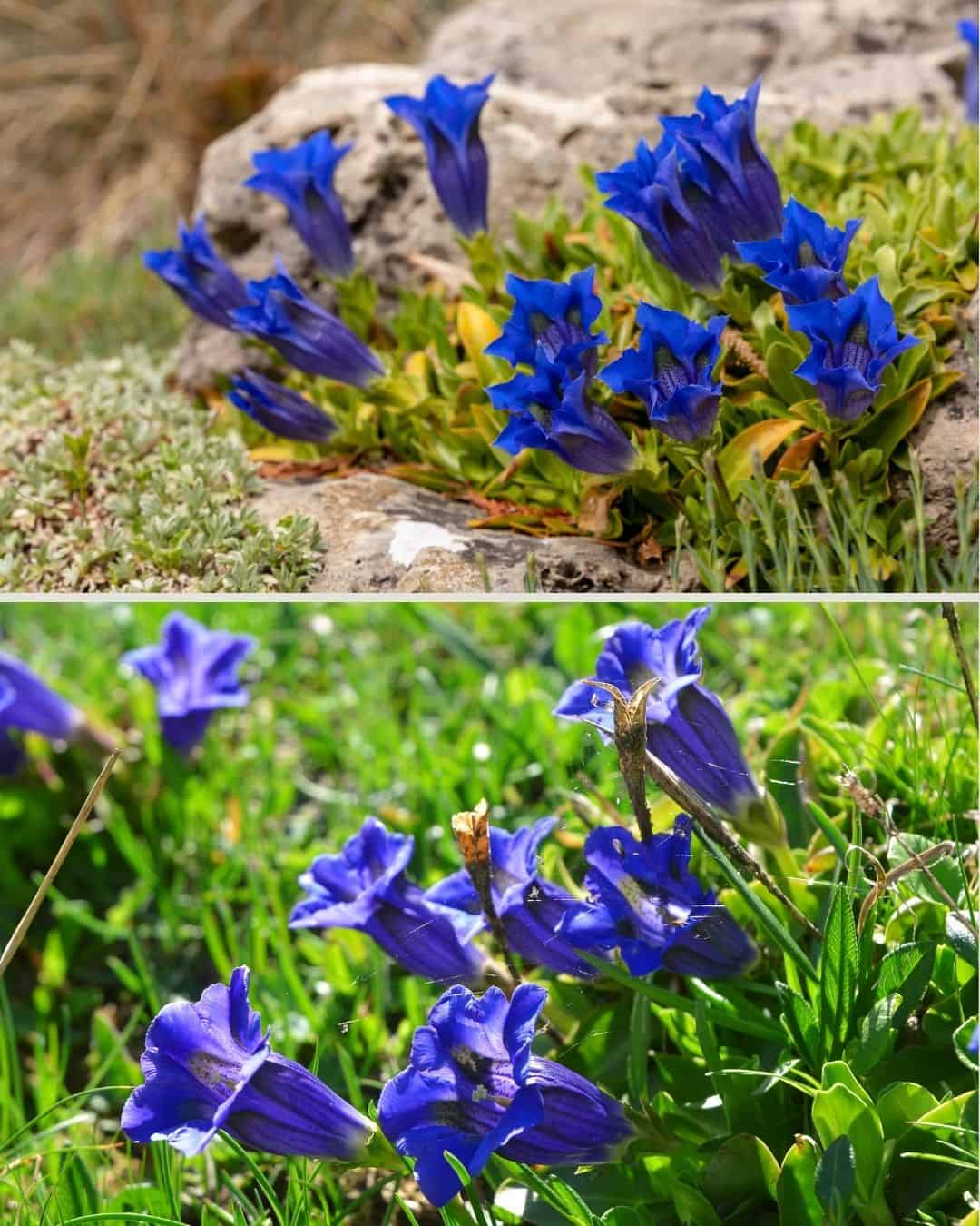 Gentian Flower Care: How To Grow Gentians | PlantCareToday