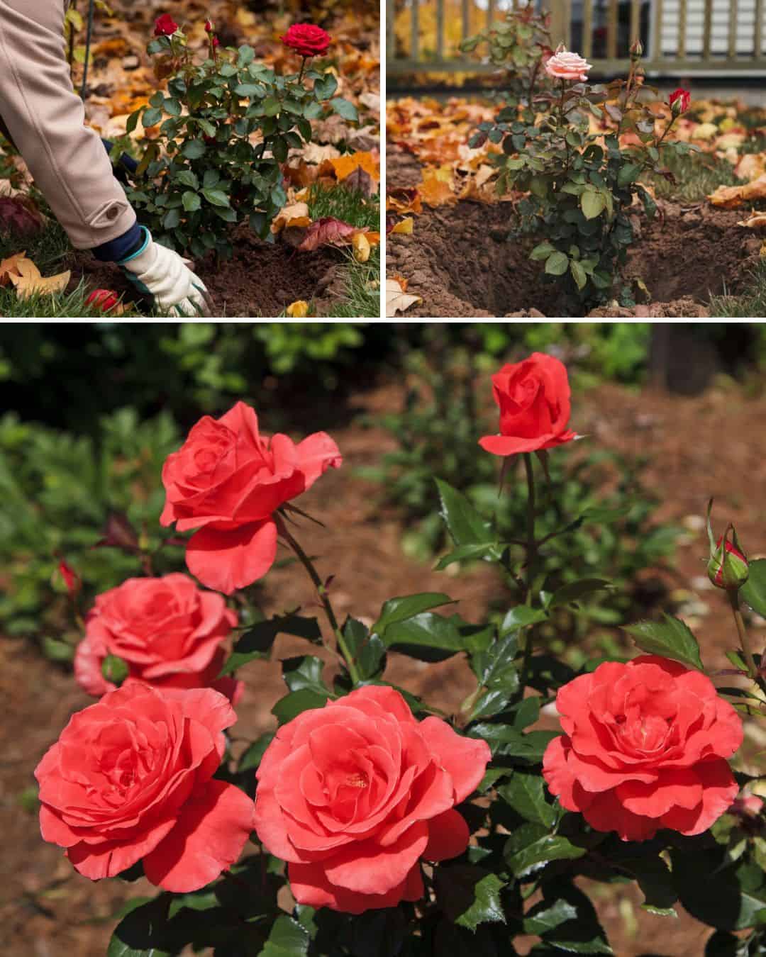 Should You Plant Roses In The Fall? 5 Pros and 5 Cons