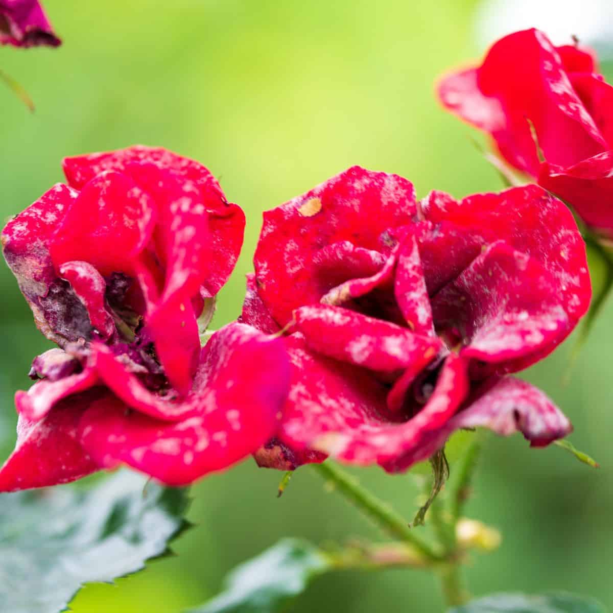 Should You Plant Roses In The Fall? 5 Pros and 5 Cons