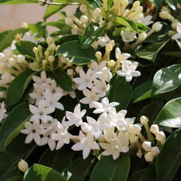 9 Heat-Loving Vines Perfect for Warm Weather Gardens