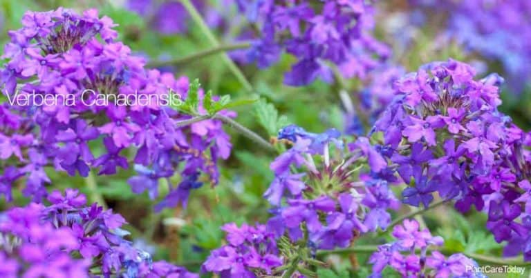 Growing Trailing Verbena: How To Care For Verbena Canadensis
