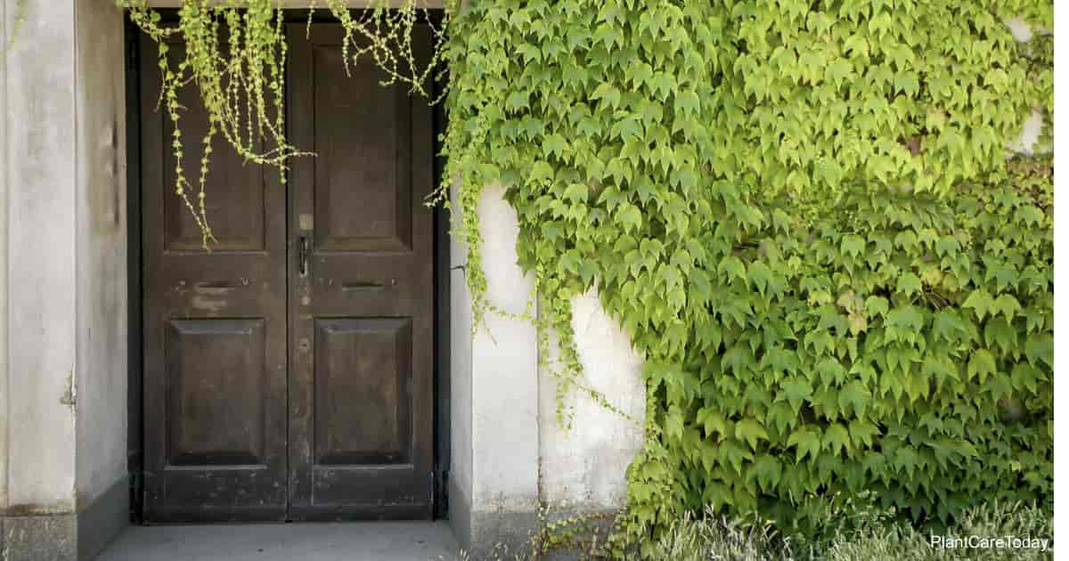 Vines and Windows Boxes: Rules in Use