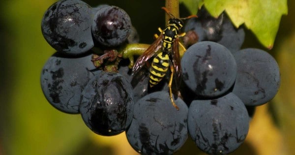 10 Ways For Wasp Control: How To Get Rid Of Wasps Naturally