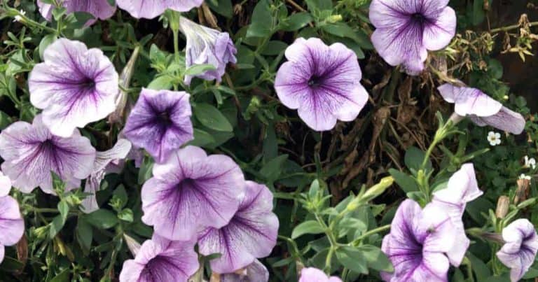 Wave Petunia Care: Tips On Caring For Wave Petunias