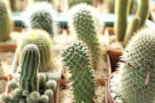 Windowsill Cactus: Window Cactus Garden Love Sun Anywhere