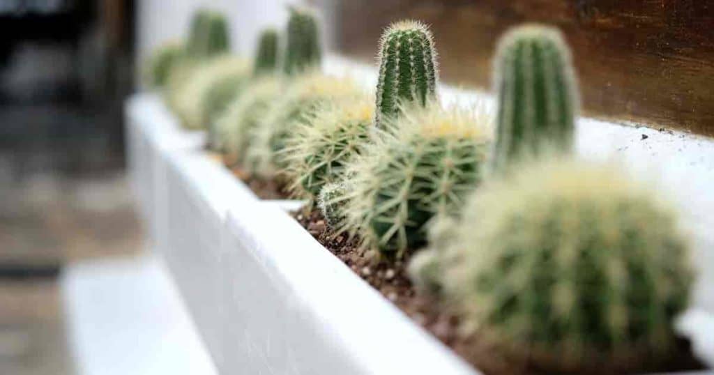 Windowsill Cactus: Window Cactus Garden Love Sun Anywhere