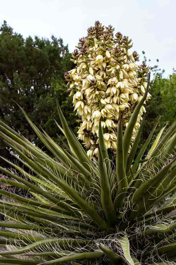 Growing Yucca Baccata The Banana Yucca Care GUIDE Growing Yucca Baccata The Banana Yucca Care GUIDE