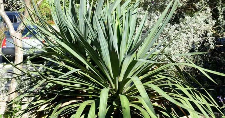 Yucca Recurvifolia Care: All About Growing Curve Leaf Yucca