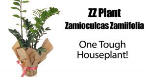 ZZ Plant Care Tips: Growing [GUIDE] To Zamioculcas Zamiifolia