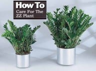ZZ Plant Care Tips: Growing [GUIDE] To Zamioculcas Zamiifolia